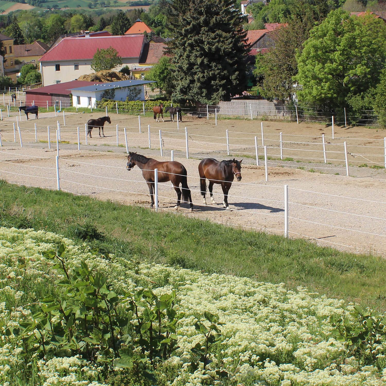 Reitstall in Ried am Riederberg bei Wien | Reitstall Neunteufel
